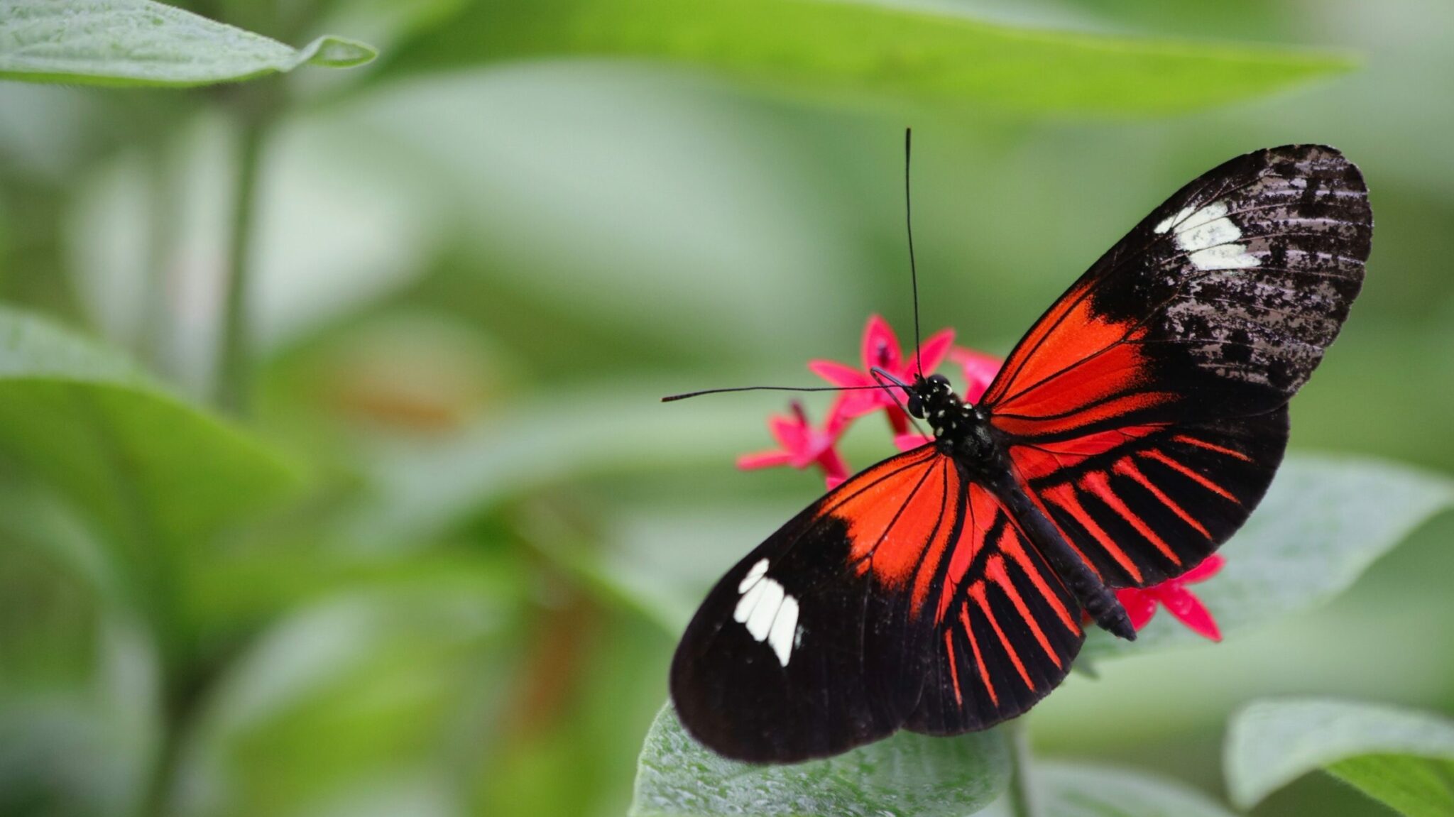 „Butterfly Circus“ – Kurzfilm über Annahme, Befreiung und Neubeginn ...
